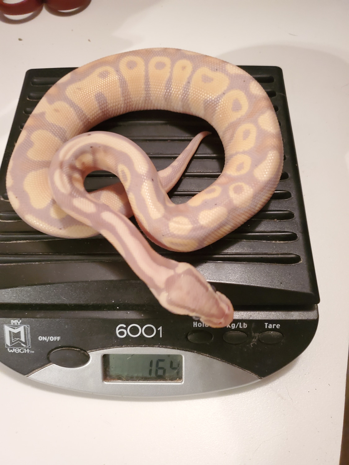 Pastel Banana Dh Pied & Gstripe Ball Python by Rayannasreptiles ...