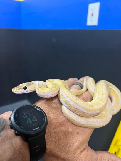56.25% Super Dwarf Ultra Ivory Reticulated Python by RT Reptiles