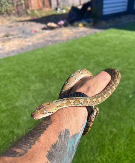Platinum Super Dwarf Reticulated Python by RT Reptiles