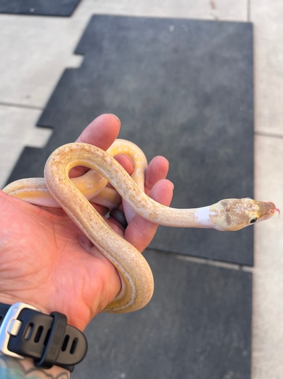 Super Dwarf Ultra Ivory Reticulated Python by RT Reptiles