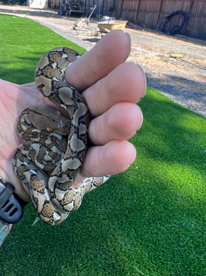 Super Dwarf Wild Type Male 43.75% Kalatoa, 12.5% Unknown Super Dwarf ...