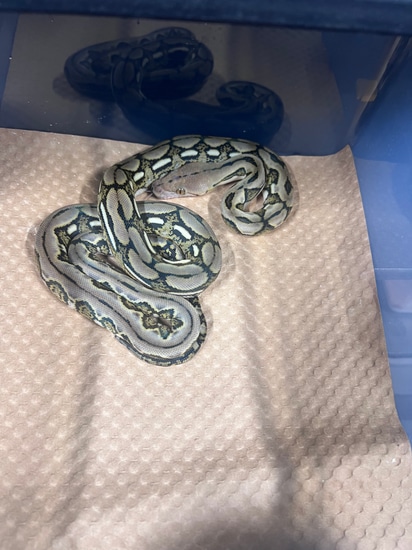 Super Dwarf Tiger 25% TK Kalatoa 25% Unknown SD 100% Het Anthrax ...