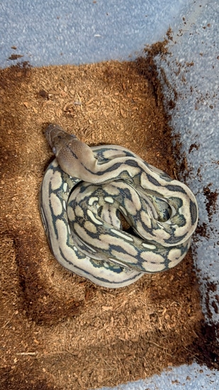 SD Granite Back Tiger 25% TK Kalatoa 25% Unknown SD 100% Het Anthrax Reticulated Python by RT ...