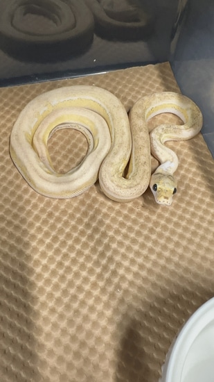 Super Dwarf Ultra Ivory 43.75% Kalatoa, 12.5% Unknown Super Dwarf ...