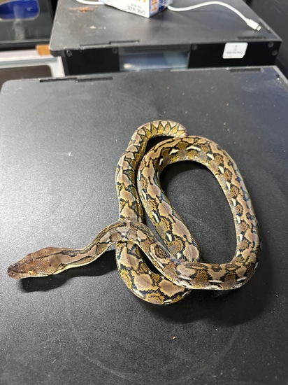 Super Dwarf Wild Type 43.75% Kalatoa, 12.5% Unknown Super Dwarf ...