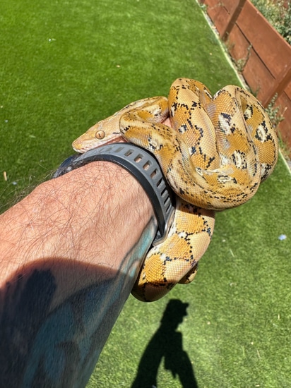 25% Kalatoa 25% Jampea Platinum Reticulated Python by RT Reptiles