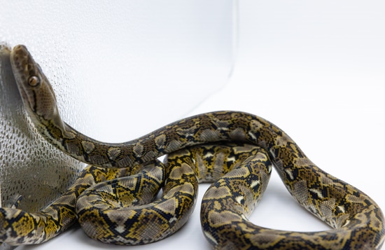50% SD Granite Back Normal Reticulated Python by RT Reptiles