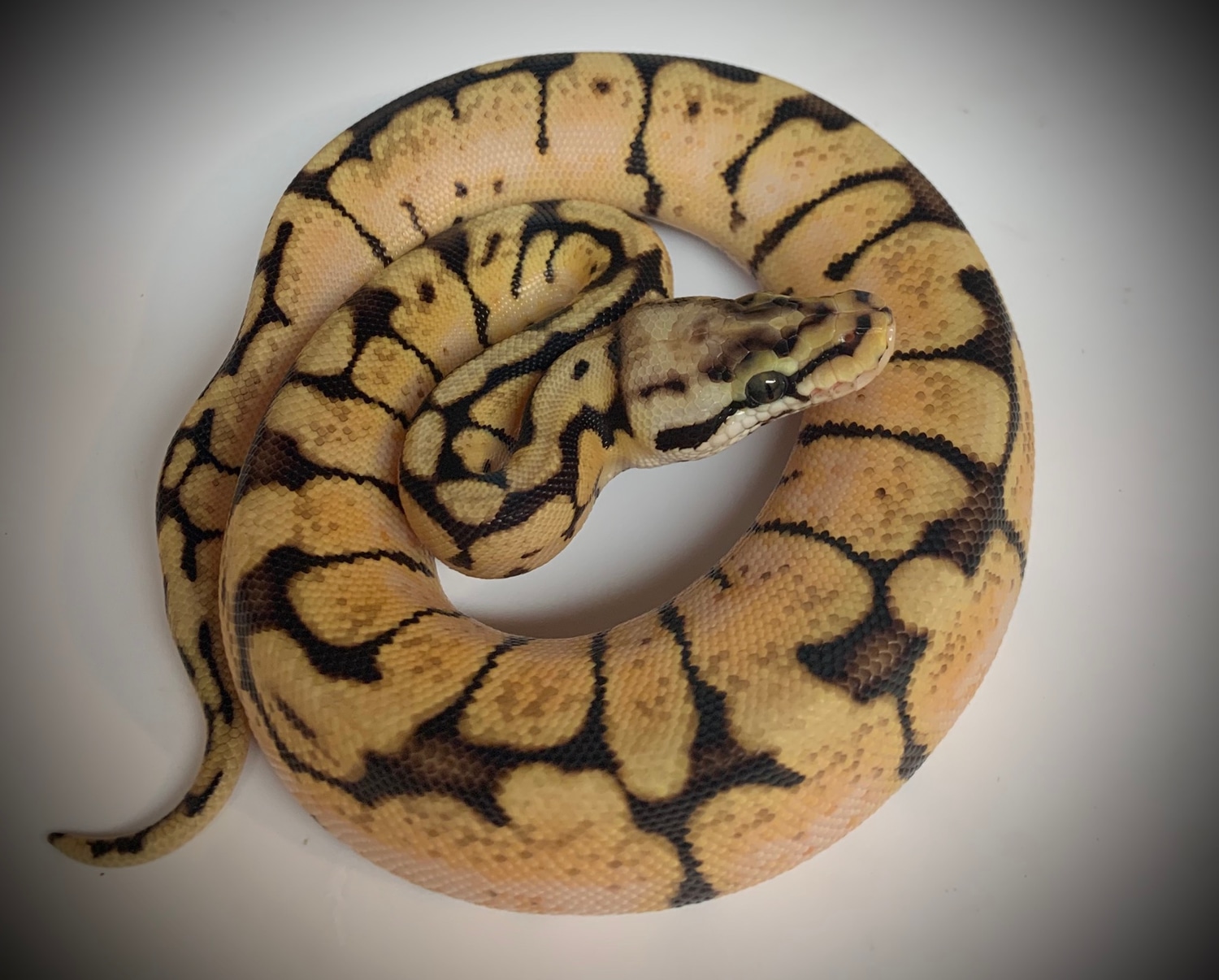Bumblebee Ball Python by G Family Reptiles - MorphMarket