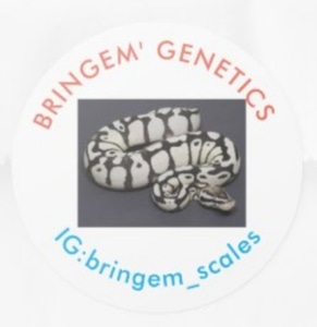 Maven Genetics - MorphMarket