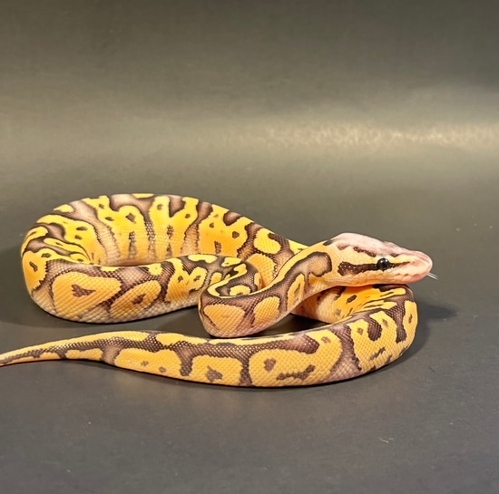 Firefly Het Clown Ball Python by Fantasy Reptiles