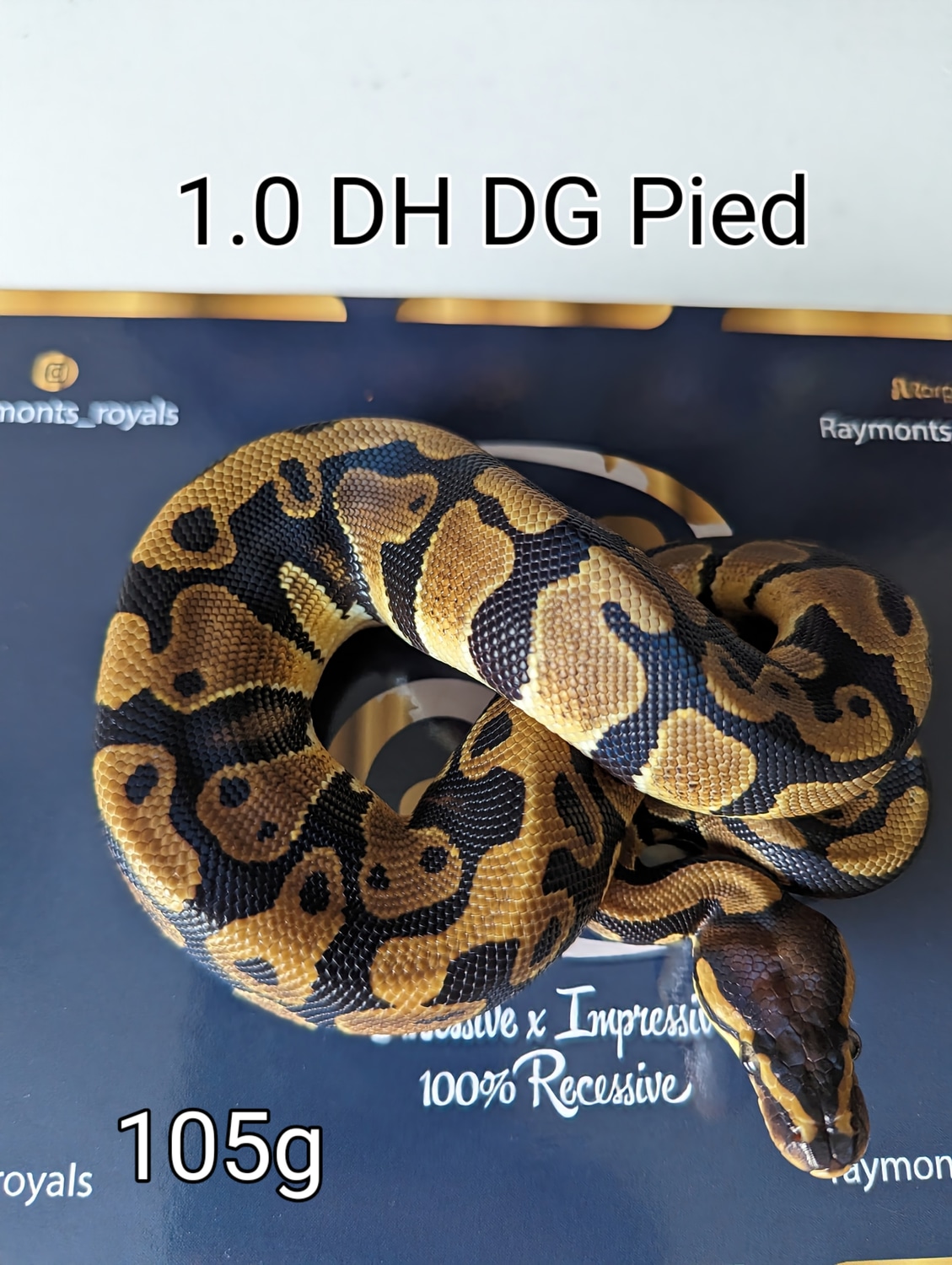 DH DG Pied Ball Python by Raymont's Royals - MorphMarket