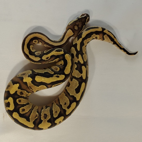 High Intensity Orange Dream Fire YB/Asphalt - 2nd Clutch Of 2021 Ball ...