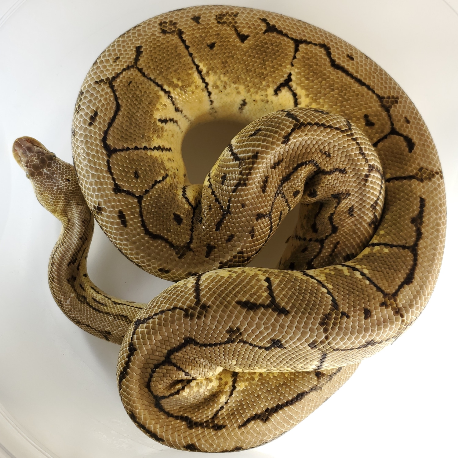 Lemon Blast (Pinstripe And Pastel) Proven Breeder Ball Python by ...