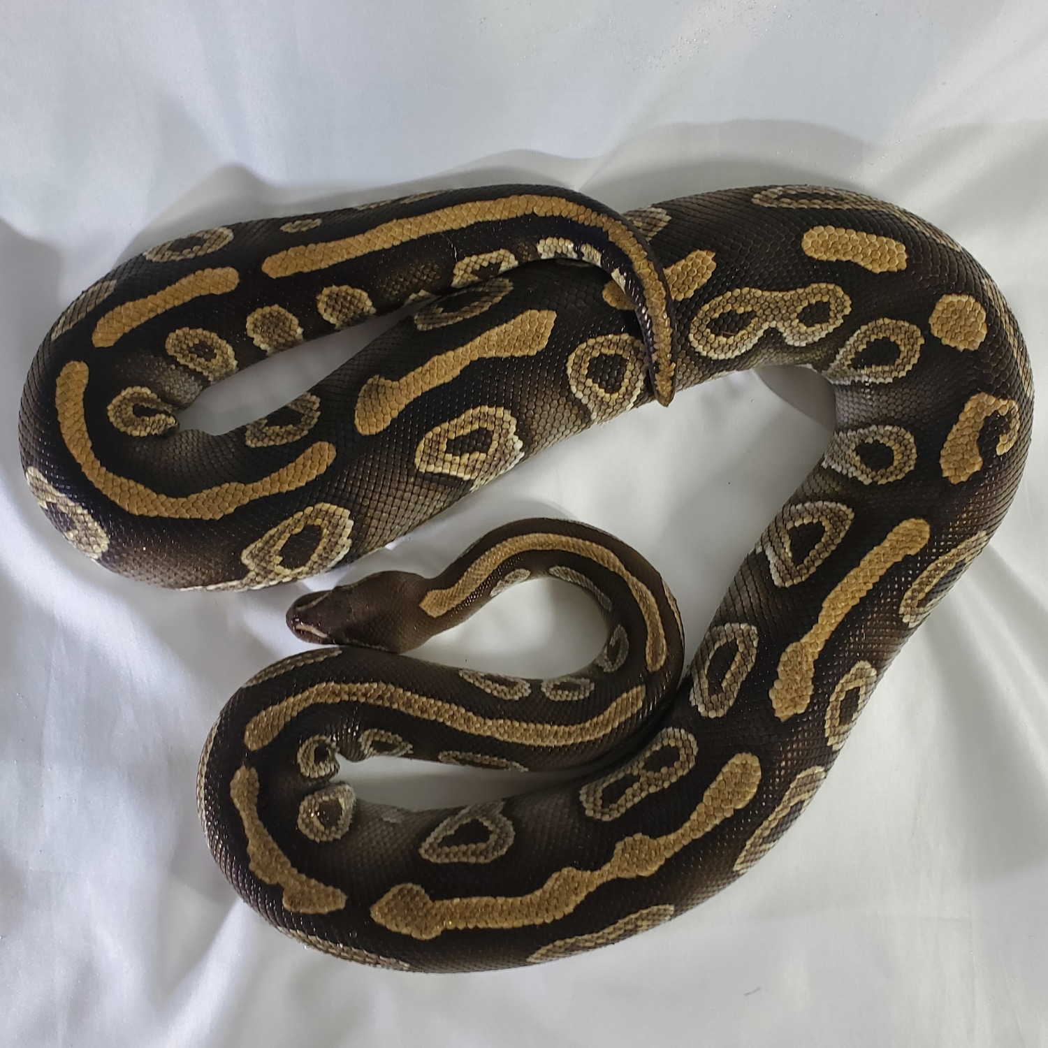 Mojave Adult Proven Breeder Ball Python by Raymundo Family Reptiles ...