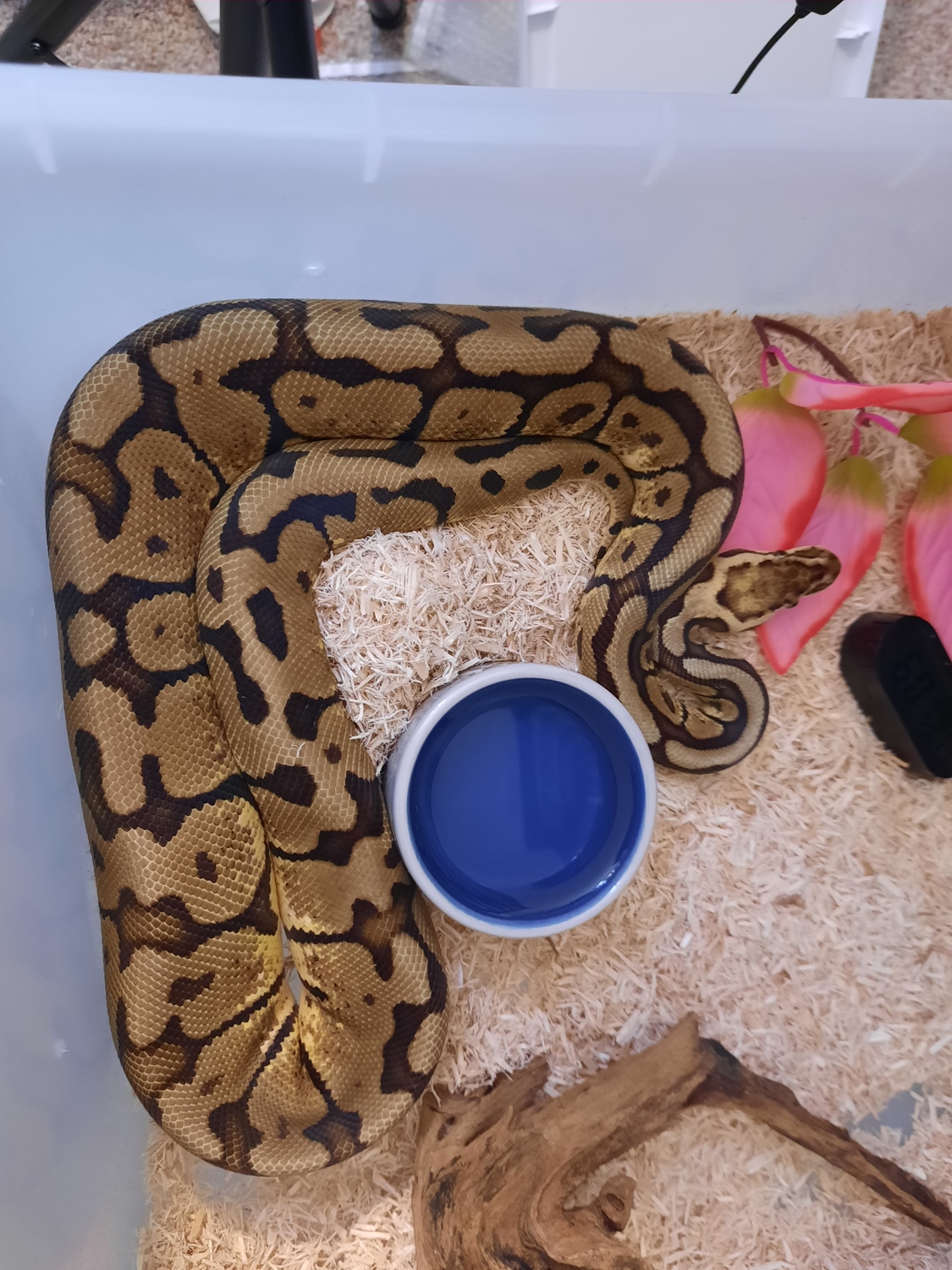 Pastel Woma Ball Python by RaynebowExotics - MorphMarket