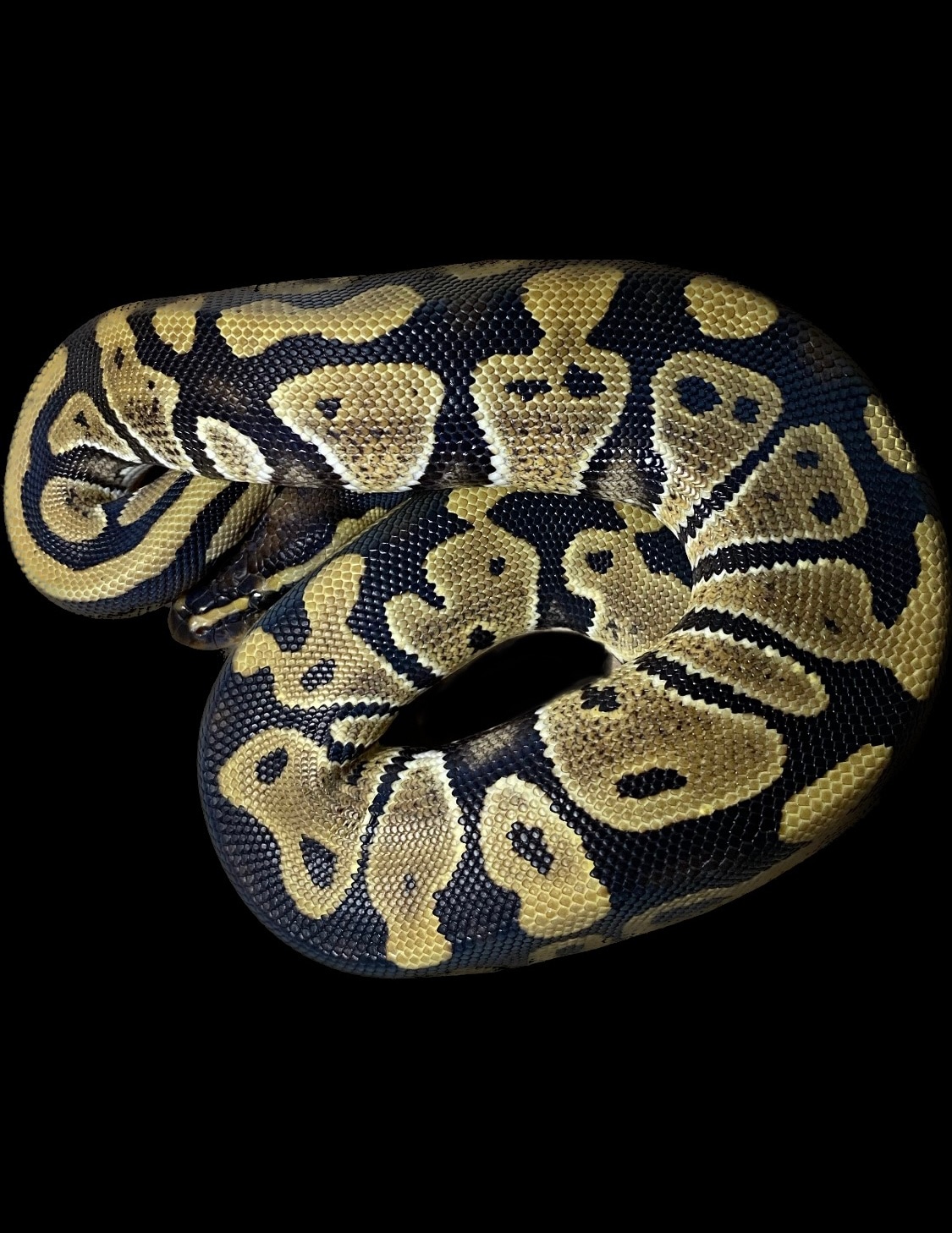 Het Desert Ghost Het Pied Ball Python by Euphoric Reptiles - MorphMarket
