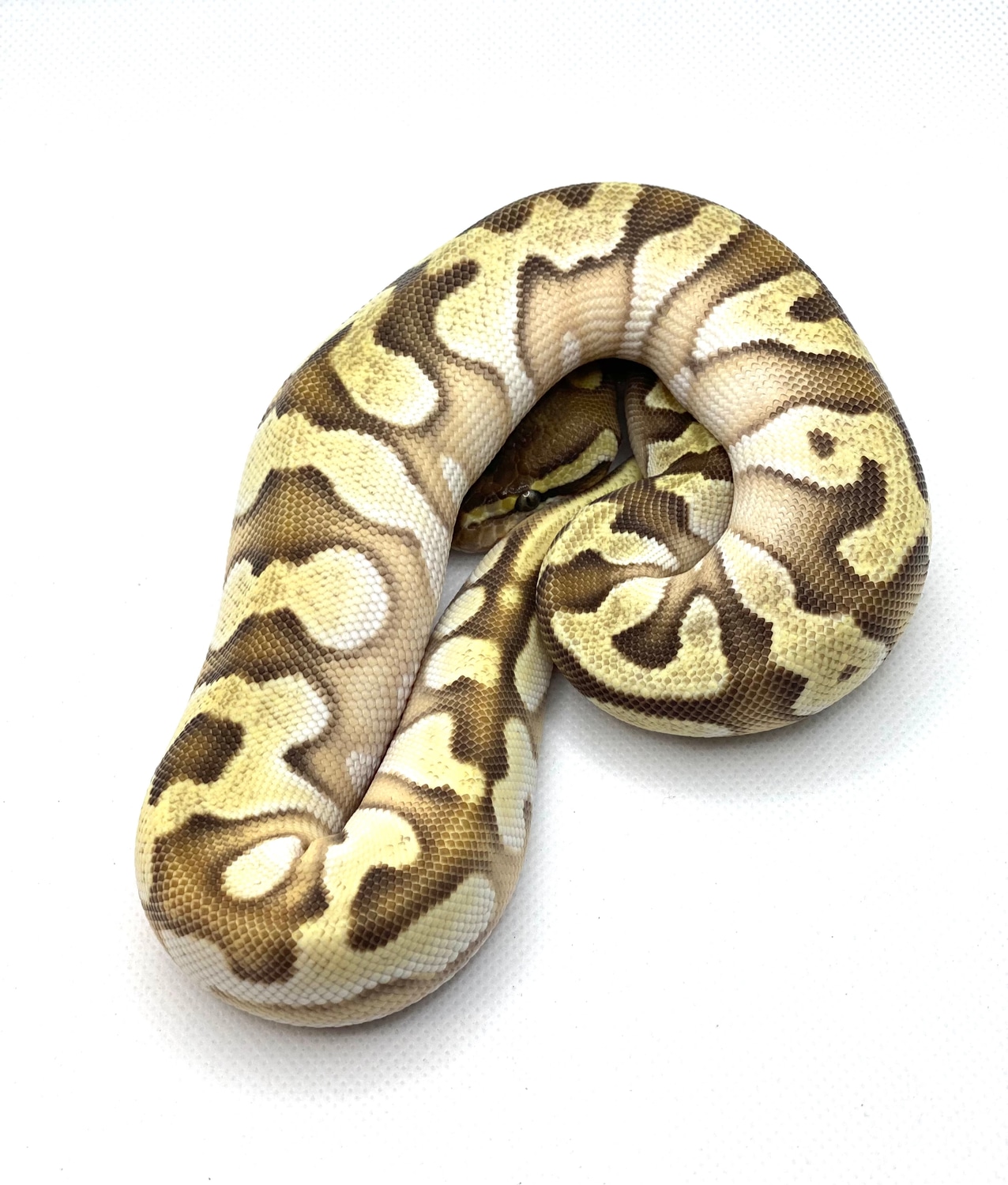 Enchi Orange Dream Mojave Het Desert Ghost Het Pied Ball Python by ...
