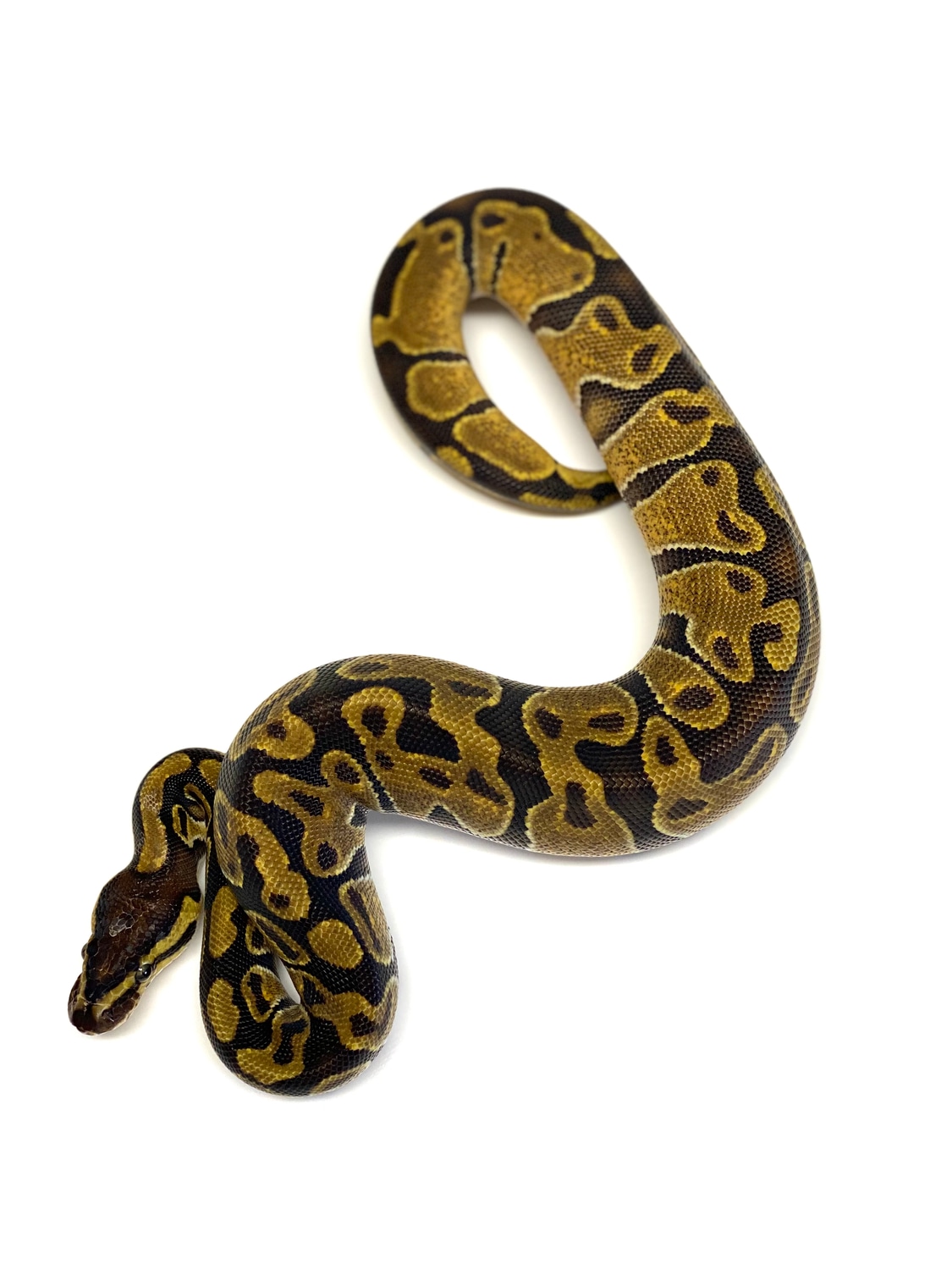 Enchi Het Desert Ghost Het Pied Ball Python by Euphoric Reptiles ...