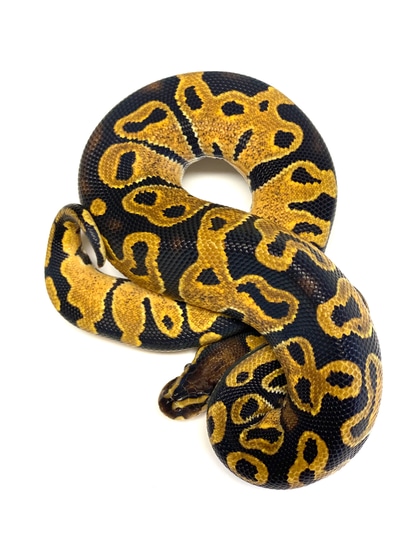 Yellowbelly Het Dreamsicle Ball Python by Euphoric Reptiles