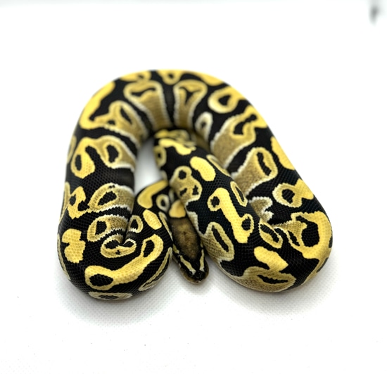 Desert Ghost Het Pied Ball Python by Euphoric Reptiles