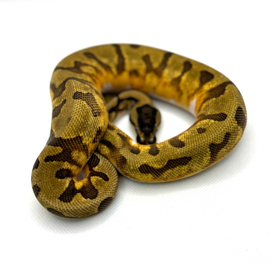 Super Enchi Pied Ball Python by Euphoric Reptiles