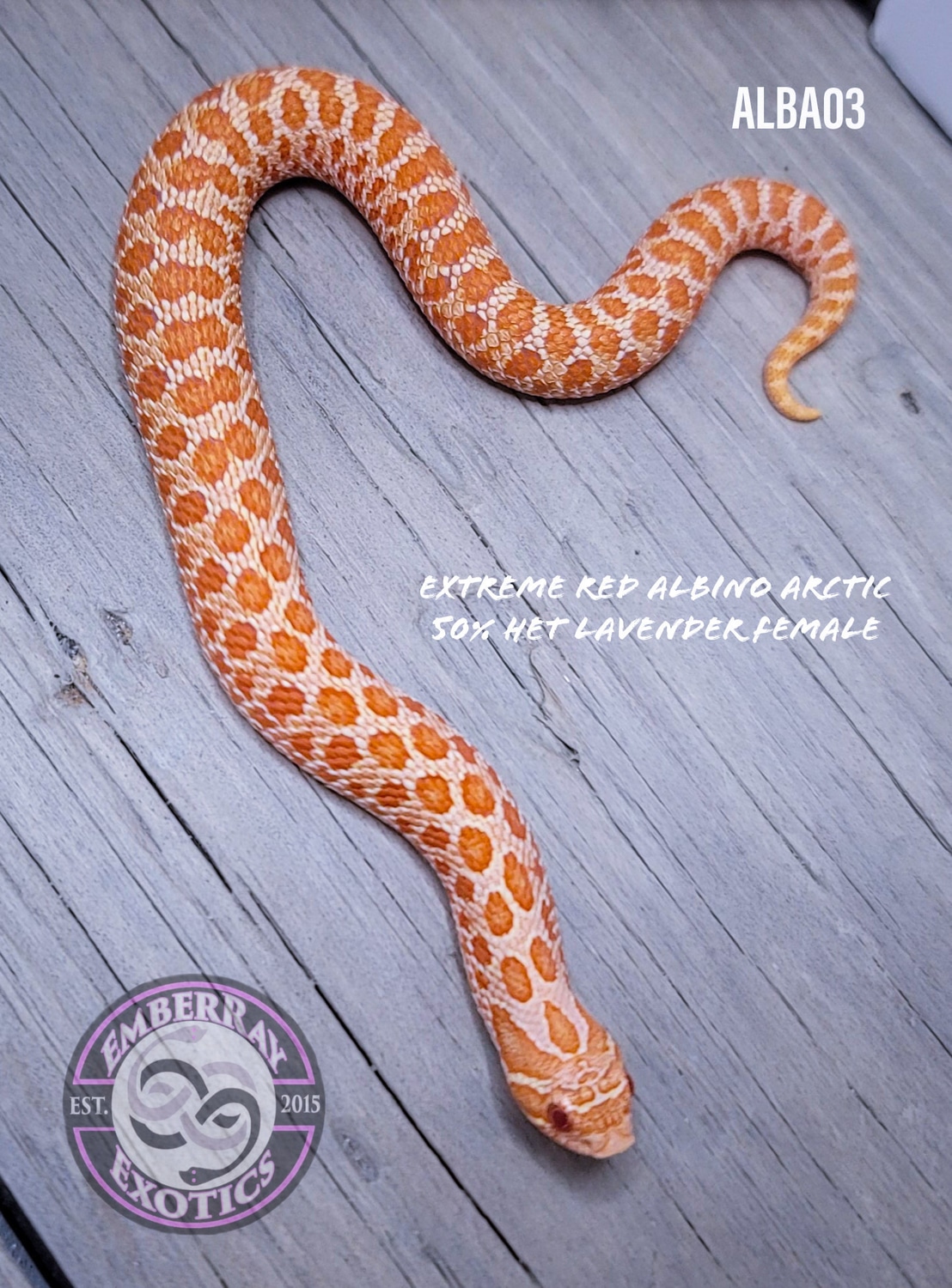 Arctic Albino Extreme Red 50% Het Lavender Western Hognose by EmberRay ...