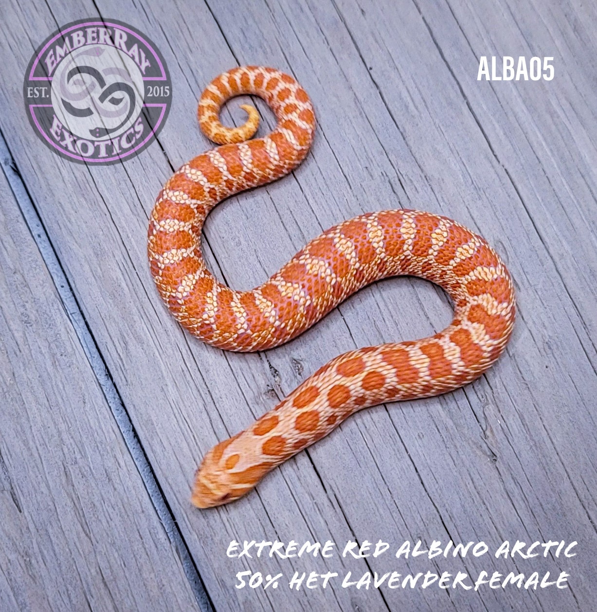 Artic Extreme Red Albino 50% Het Lavender Western Hognose by EmberRay ...