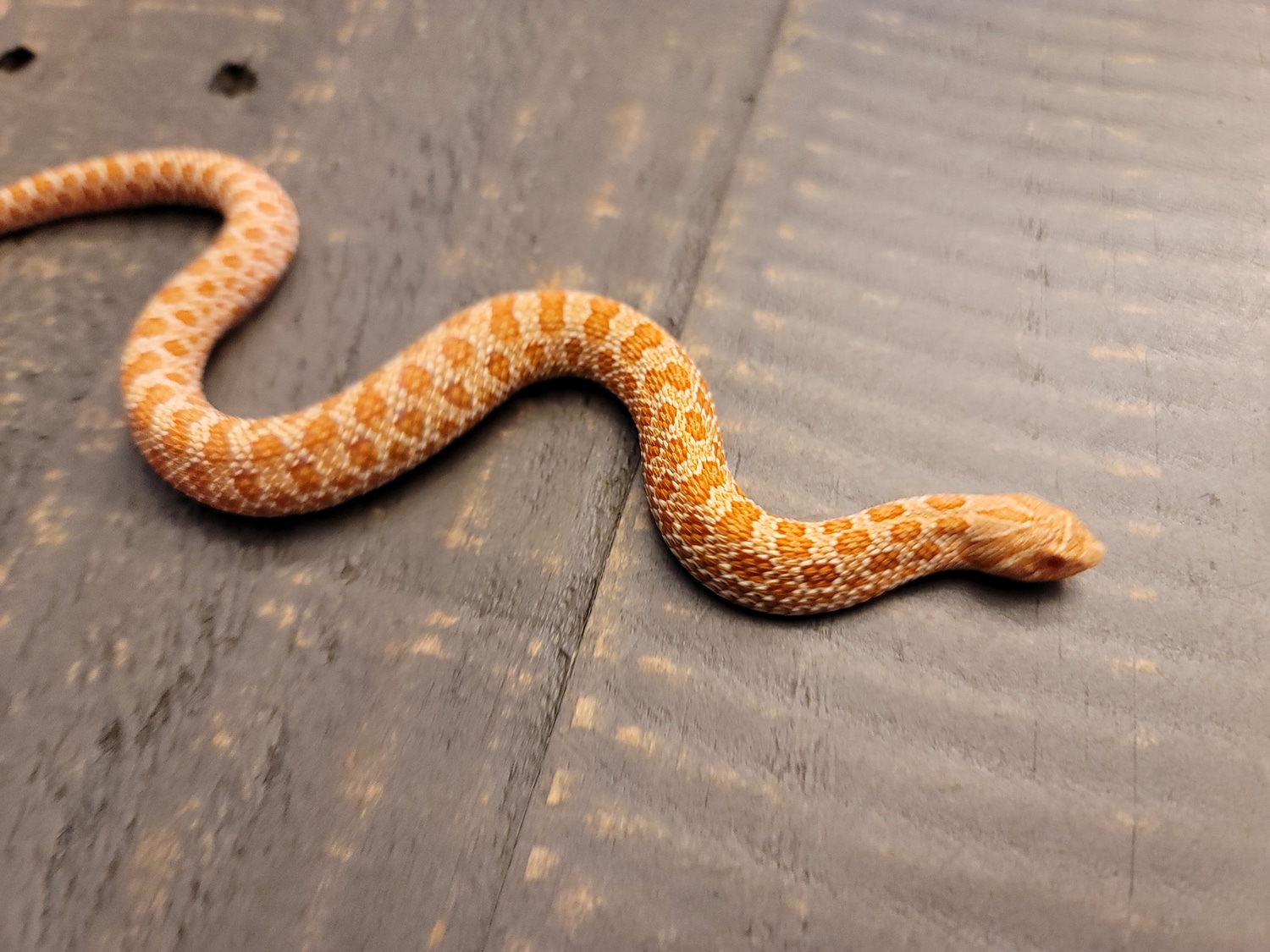 Albino Arctic Extreme Red 50% Het Lavender Western Hognose by EmberRay ...