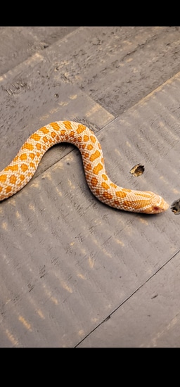Arctic Albino Extreme Red 50% Het Lavander Western Hognose by EmberRay ...
