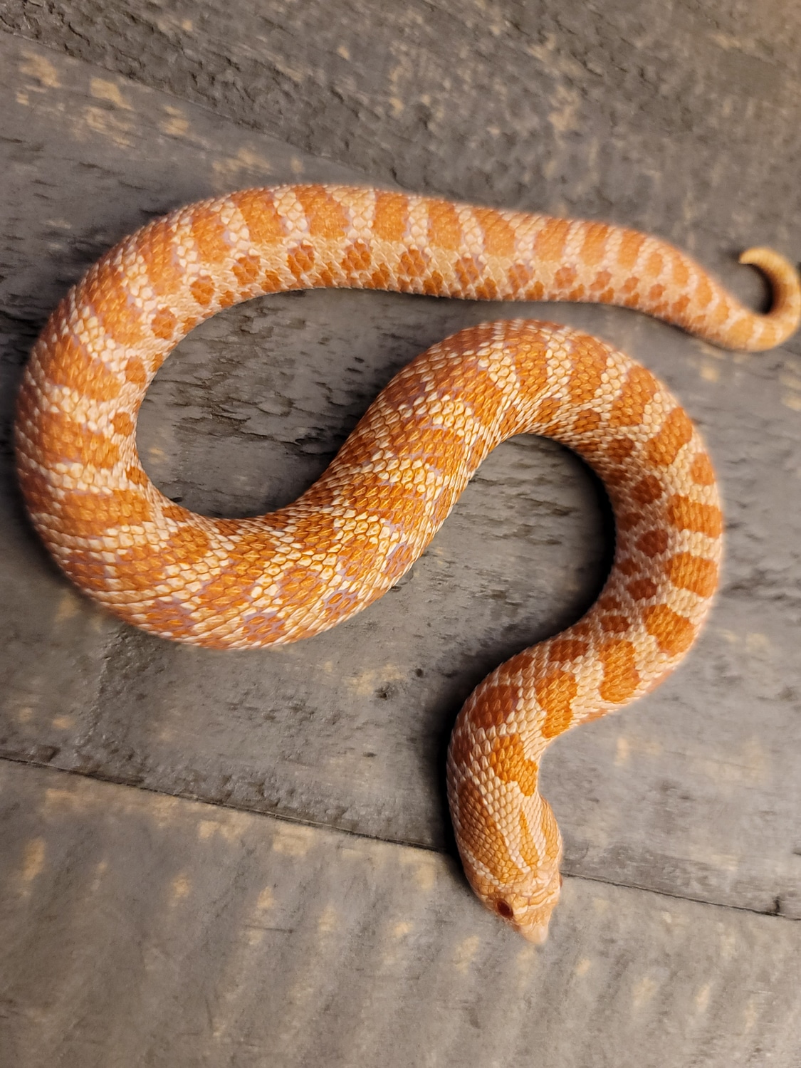 Albino Extreme Red 50% Het Lavender Western Hognose by EmberRay Exotics ...