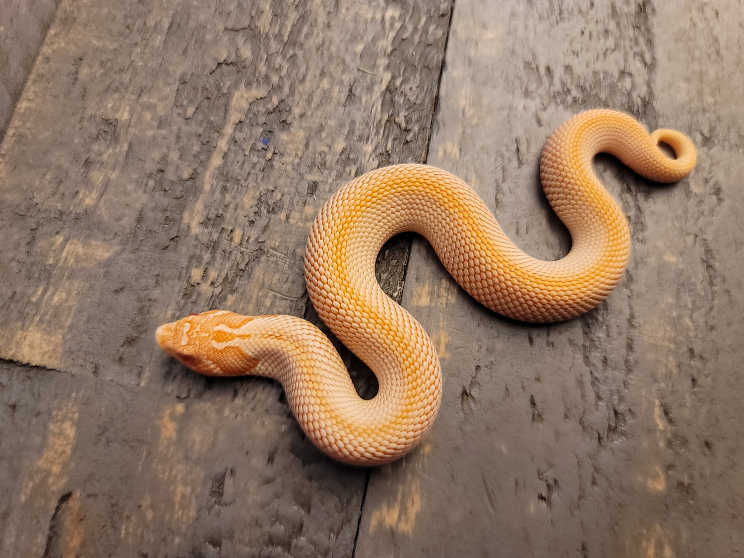 Albino Arctic Superconda Western Hognose by EmberRay Exotics - MorphMarket