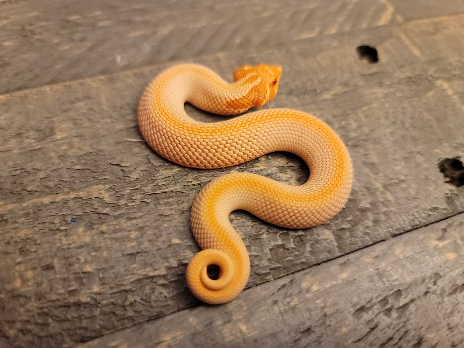 Albino Arctic Superconda Western Hognose by EmberRay Exotics - MorphMarket