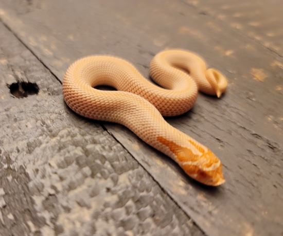 Albino Arctic Superconda Female Western Hognose by EmberRay Exotics