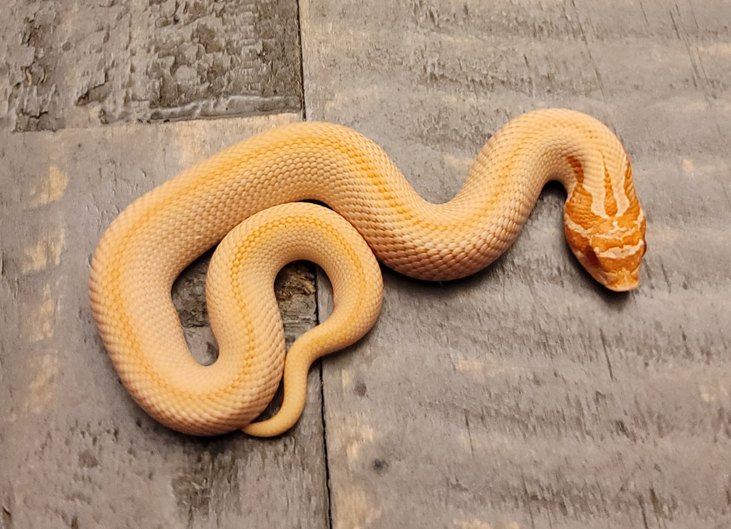 Albino Arctic Superconda Western Hognose by EmberRay Exotics - MorphMarket