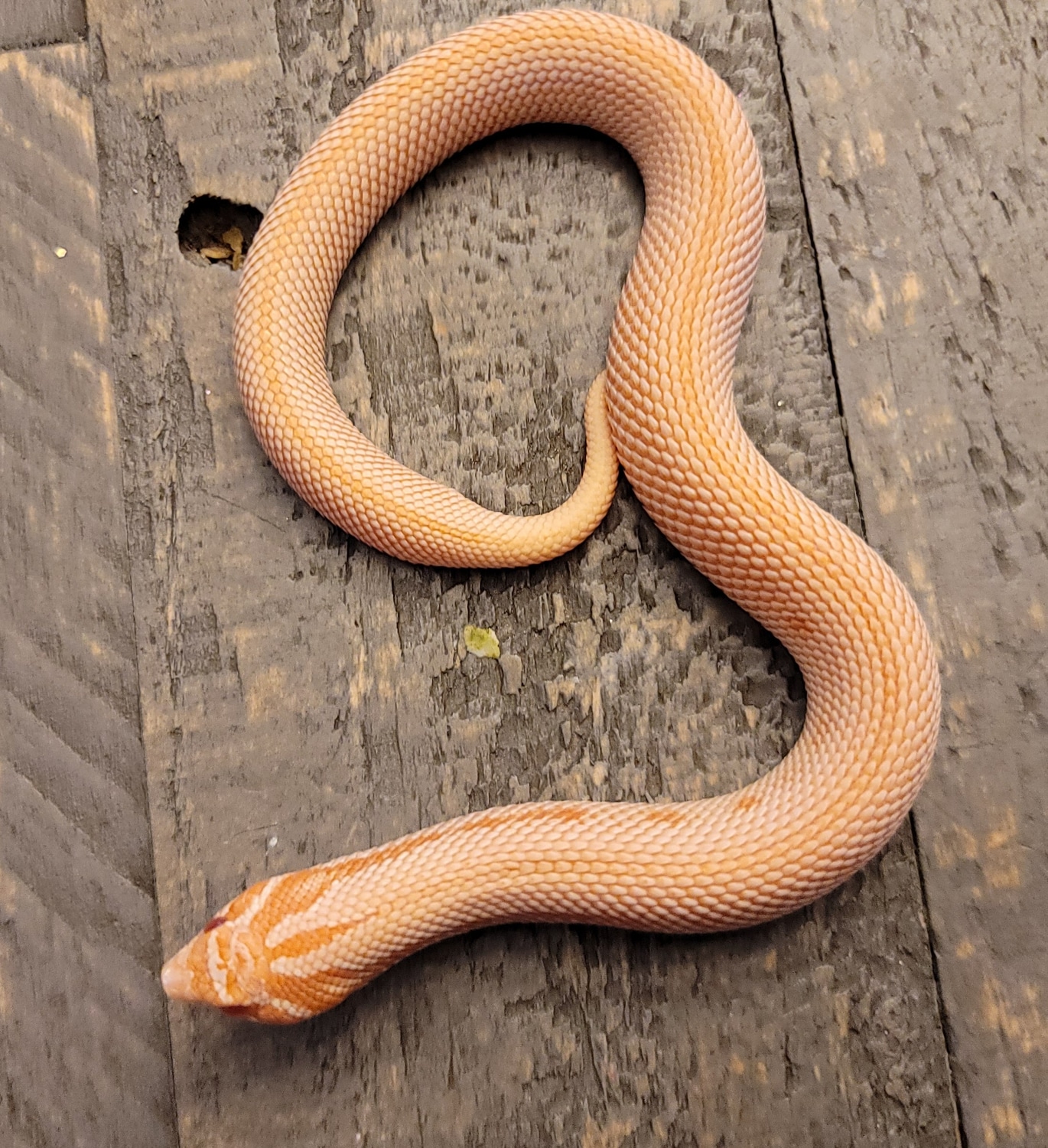 Albino Arctic Superconda Western Hognose by EmberRay Exotics - MorphMarket