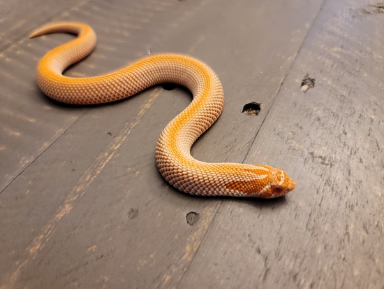 Albino Superconda Western Hognose by EmberRay Exotics