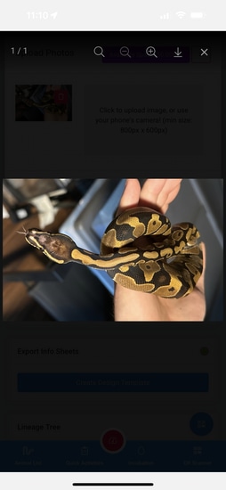 Scaleless Head Fire Ball Python by 00reptiles