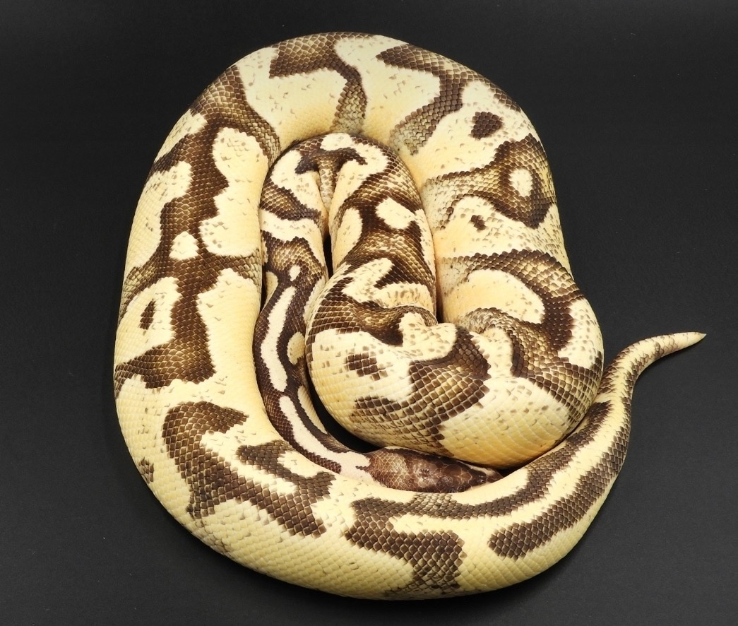 1,5kg Enchi Firefly Het Pied 17" Ball Python by Serpents Stars Ball ...