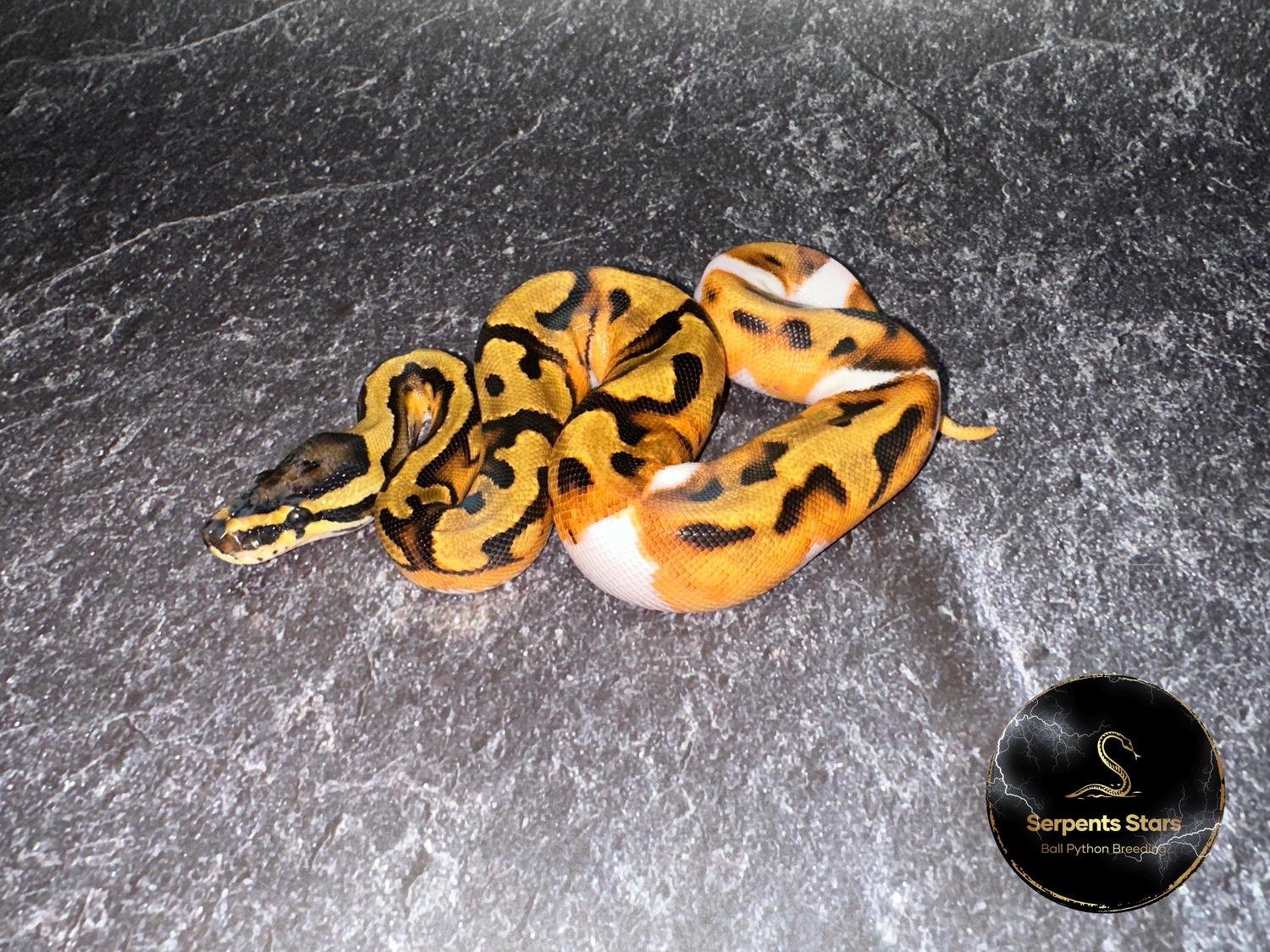 Enchi Pied 100% Het Clown Ball Python by Serpents Stars Ball Pythons ...