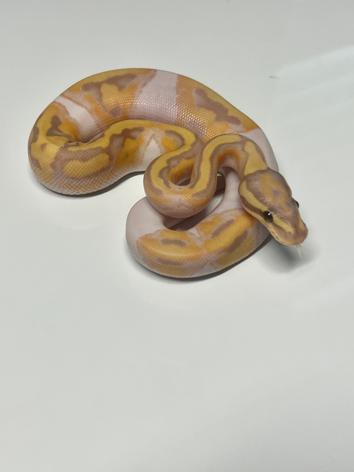 Banana Piebald Ball Python by MGmorphs - MorphMarket