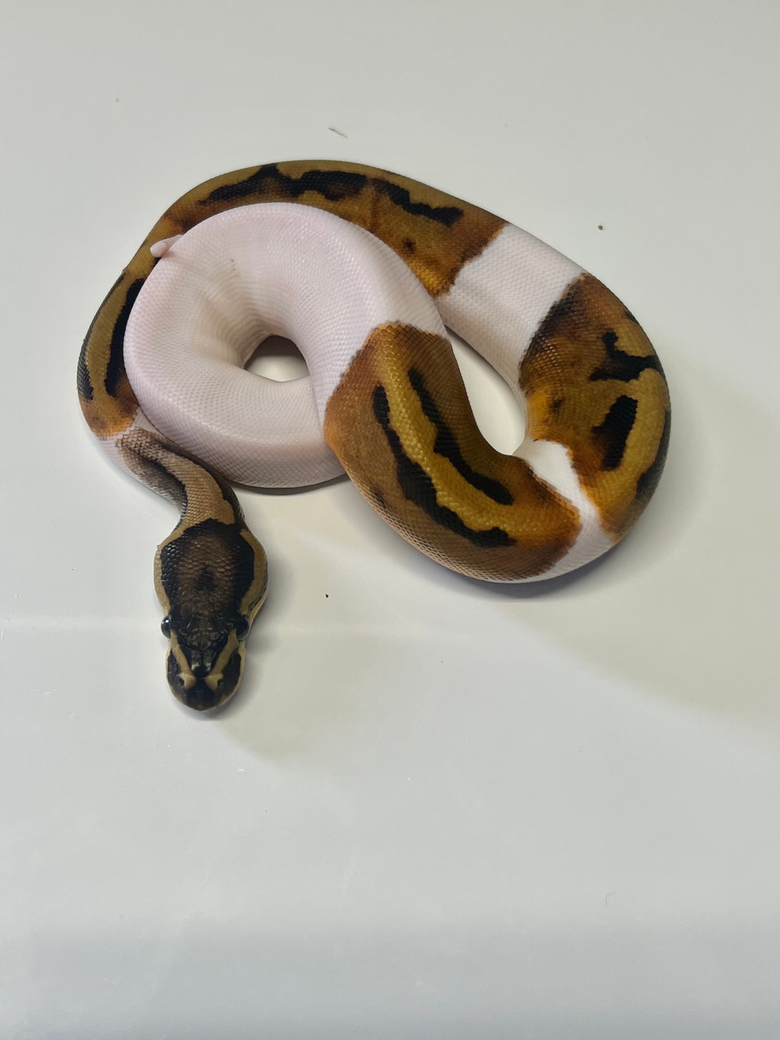 Piebald Ball Python by MGmorphs - MorphMarket
