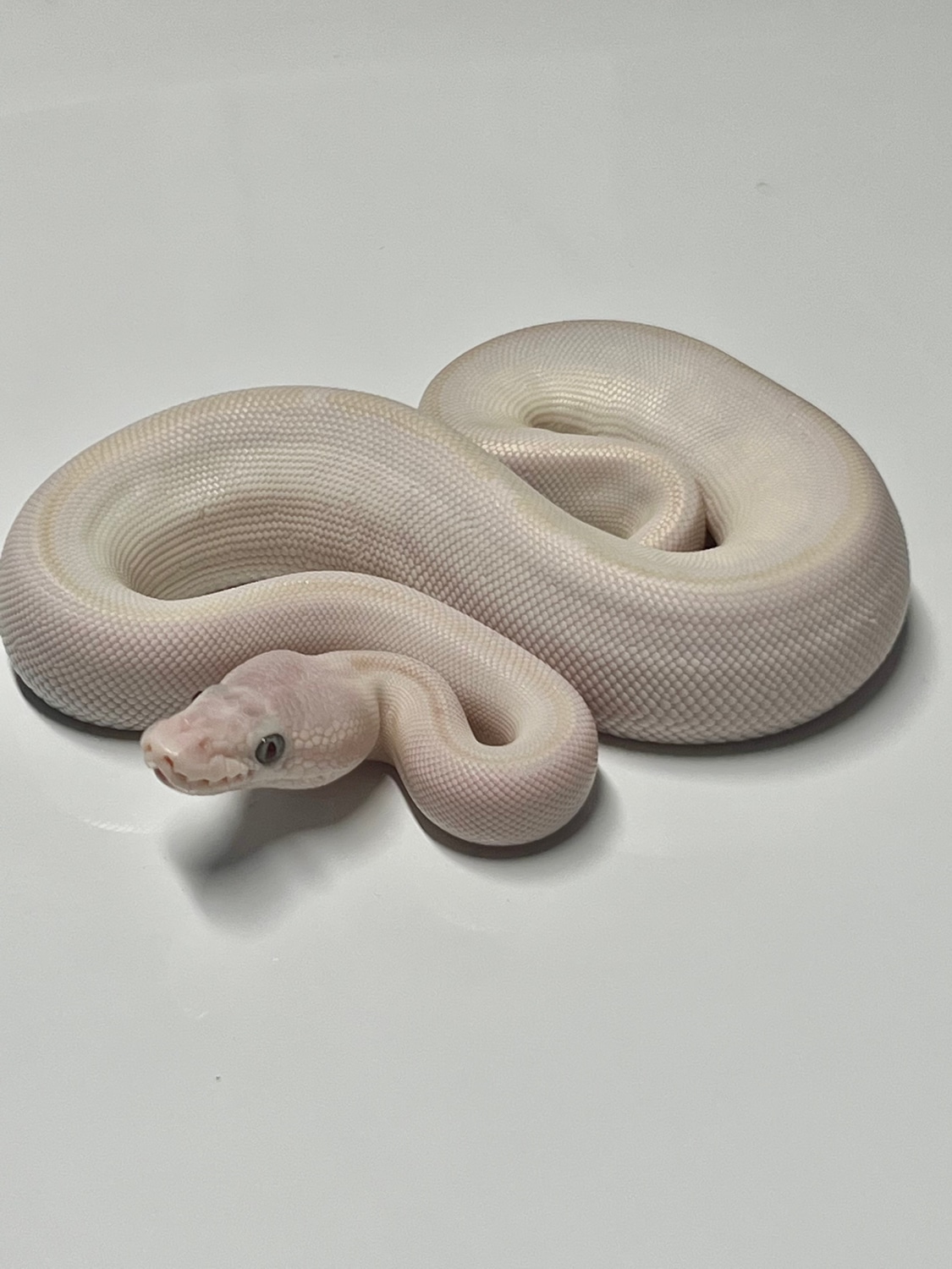 Blue Eyed Lucy Ball Python by MGmorphs - MorphMarket