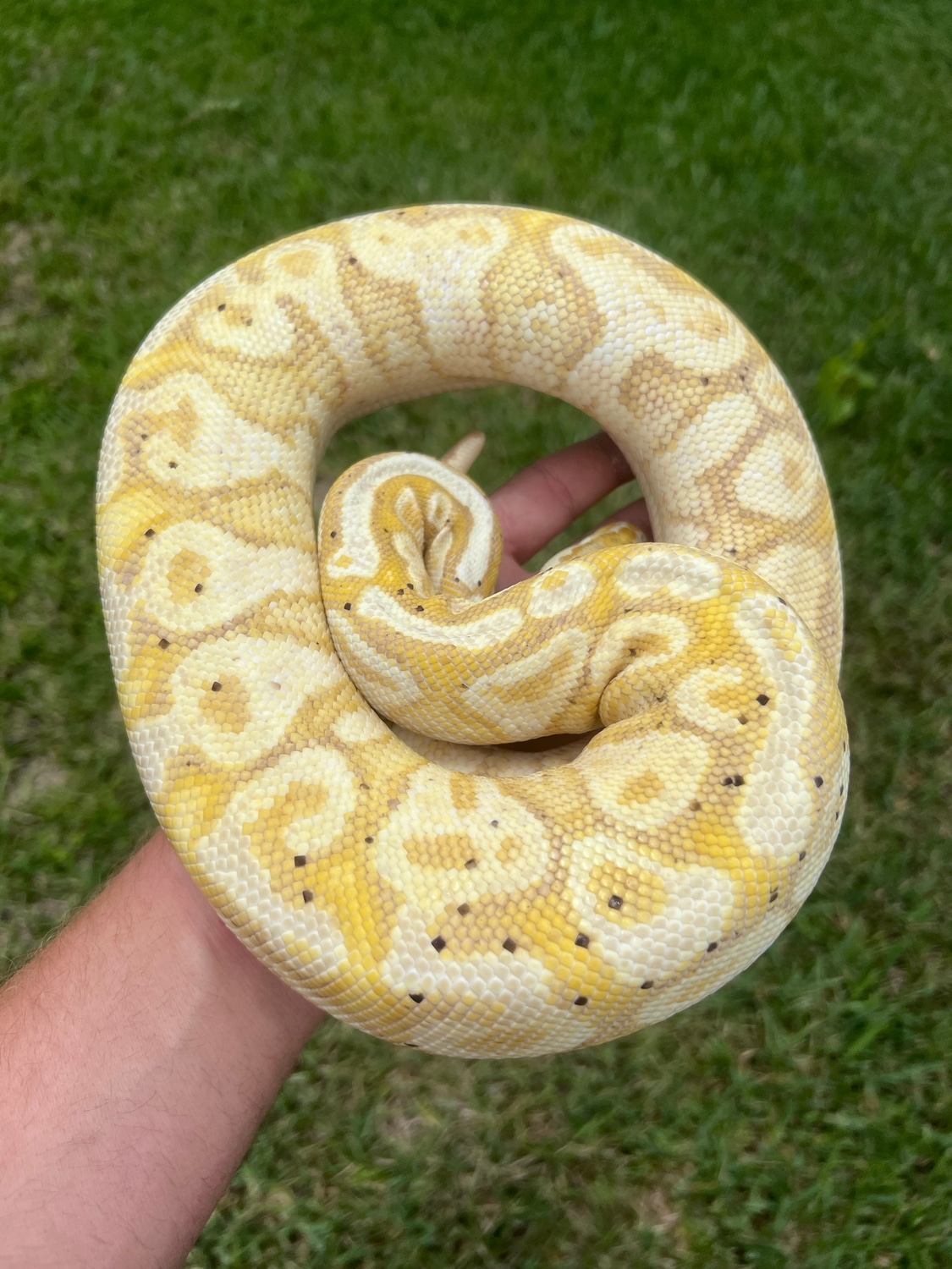 Pastel Banana Ball Python by MGmorphs - MorphMarket