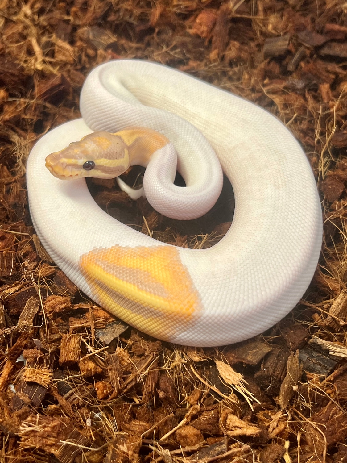 Banana Piebald Ball Python by MGmorphs - MorphMarket