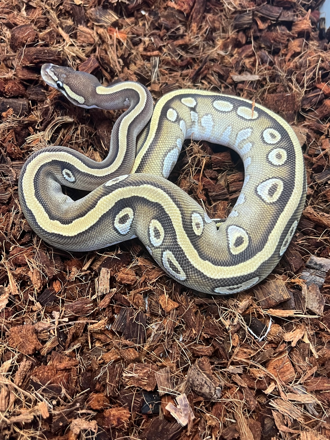 Leopard Lesser Het Clown Ball Python by MGmorphs - MorphMarket