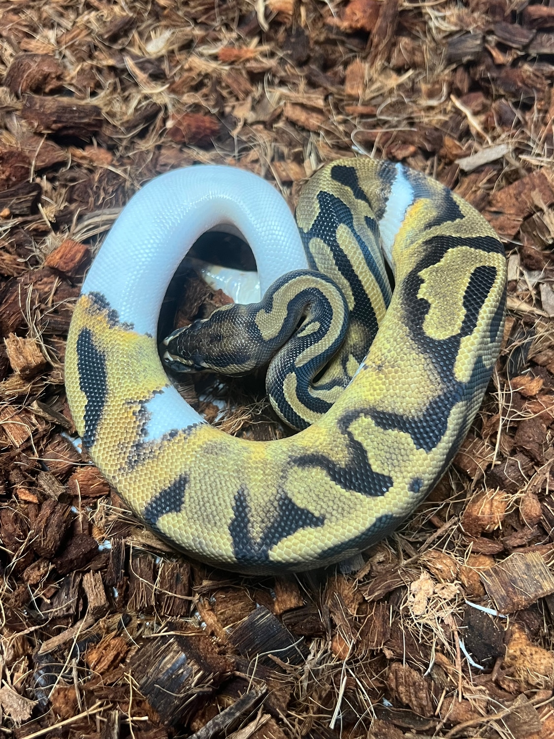 Piebald Ball Python by MGmorphs - MorphMarket