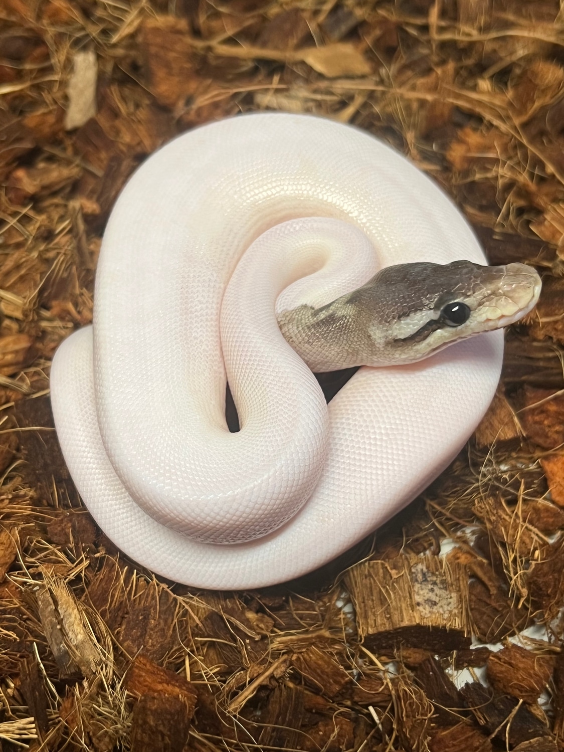 Pewter Pied Ball Python by MGmorphs - MorphMarket