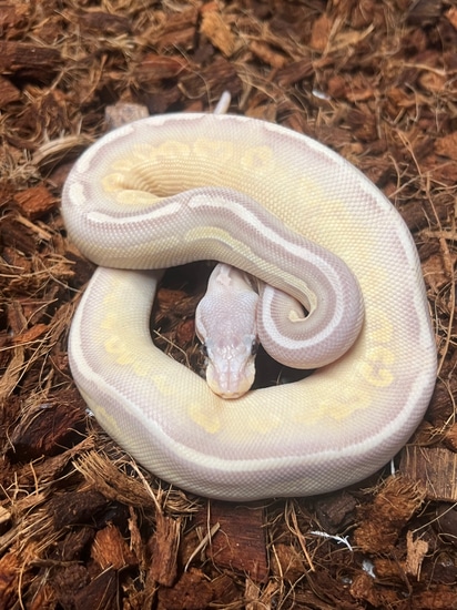 Banana Black Pewter Mojave Het Clown Ball Python by MGmorphs