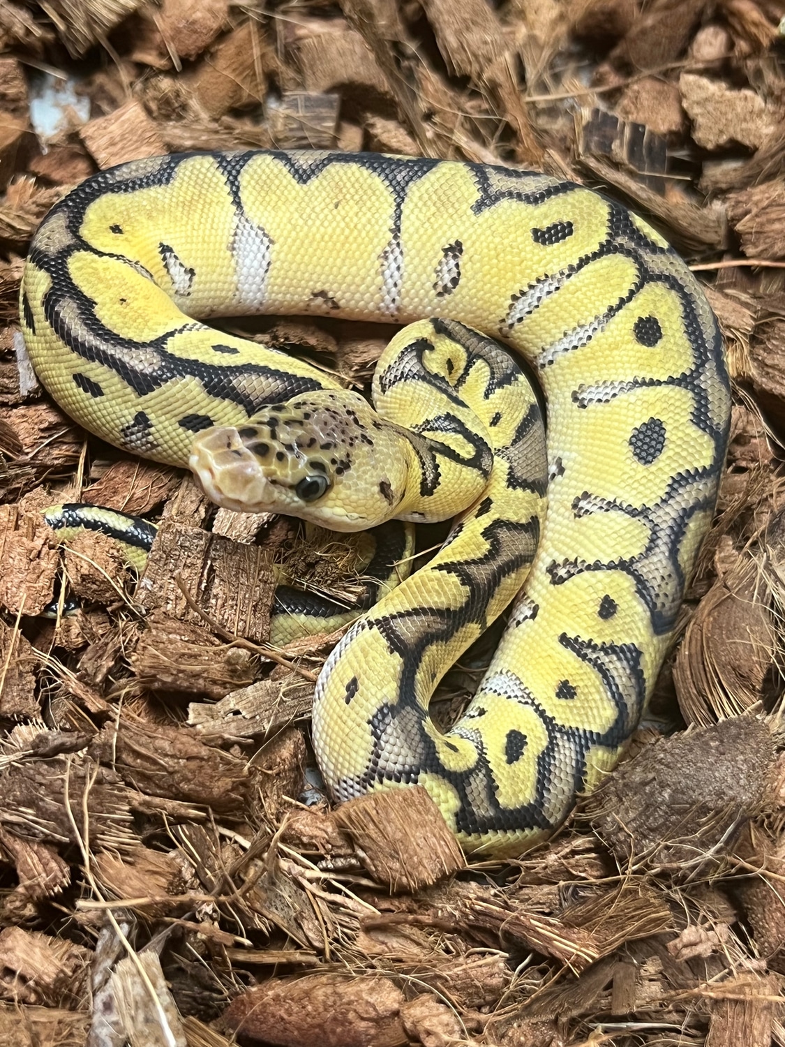 Pastel Clown Ball Python by MGmorphs - MorphMarket