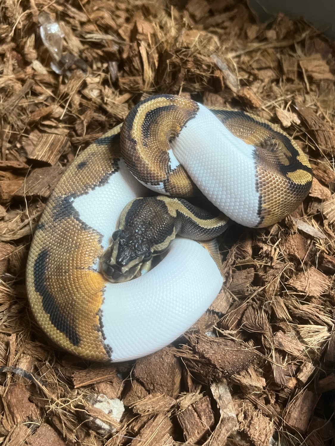 Piebald Ball Python by MGmorphs - MorphMarket